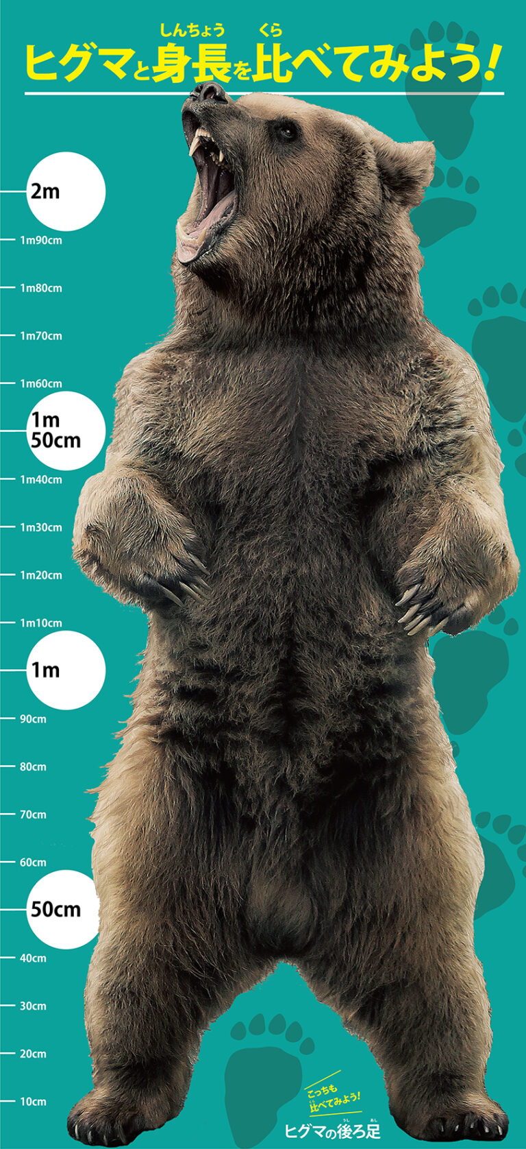 【制作実績】日高山脈山岳センターヒグマ等身大パネル制作 – 株式会社AOILO